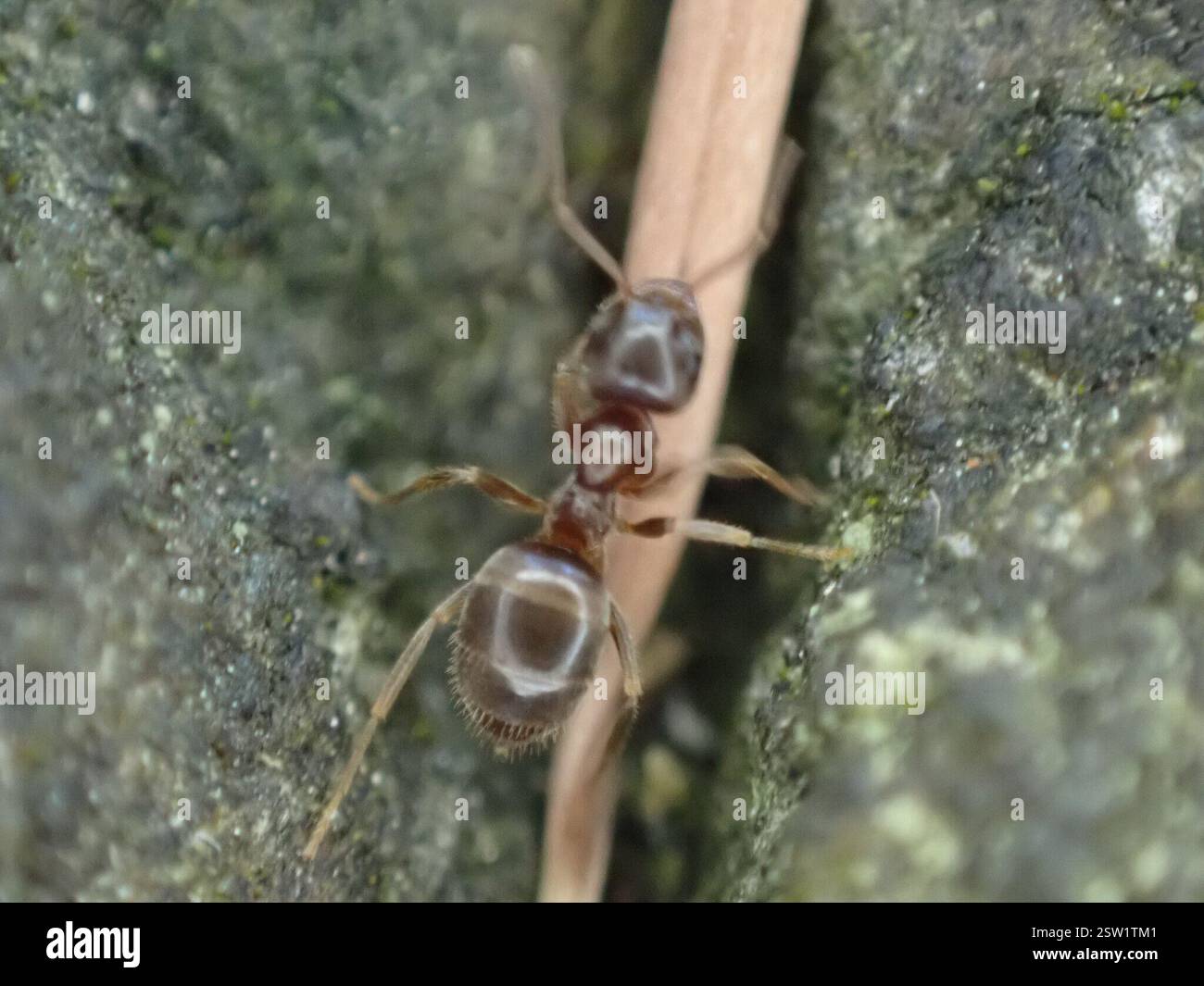 Turfgrass Ant (Lasius neoniger), Insecta, Belcarra, BC, Canada Stock ...