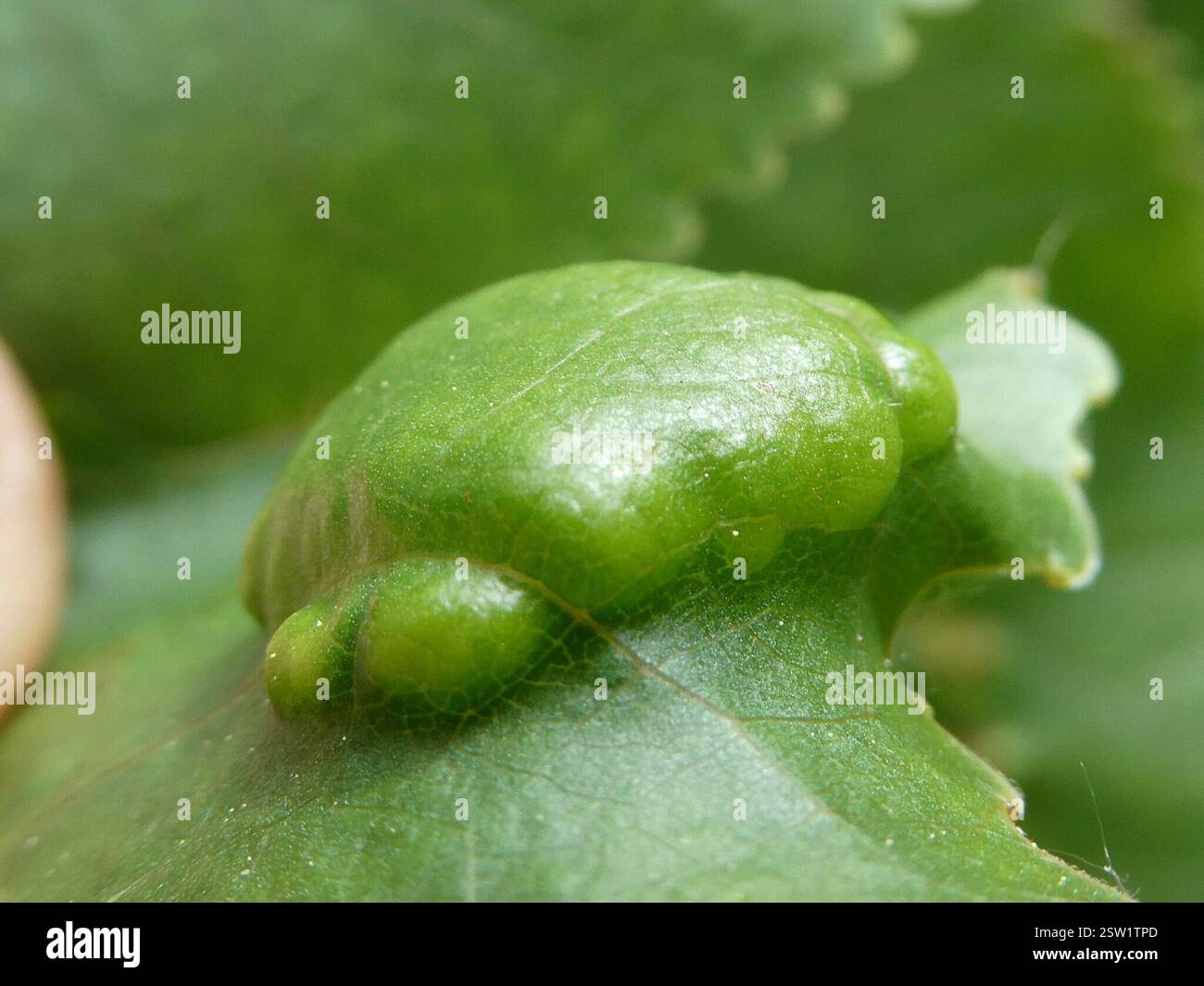 Poplar Leaf Curl (Taphrina populina), Fungi, Bolton, VT, USA, On ...