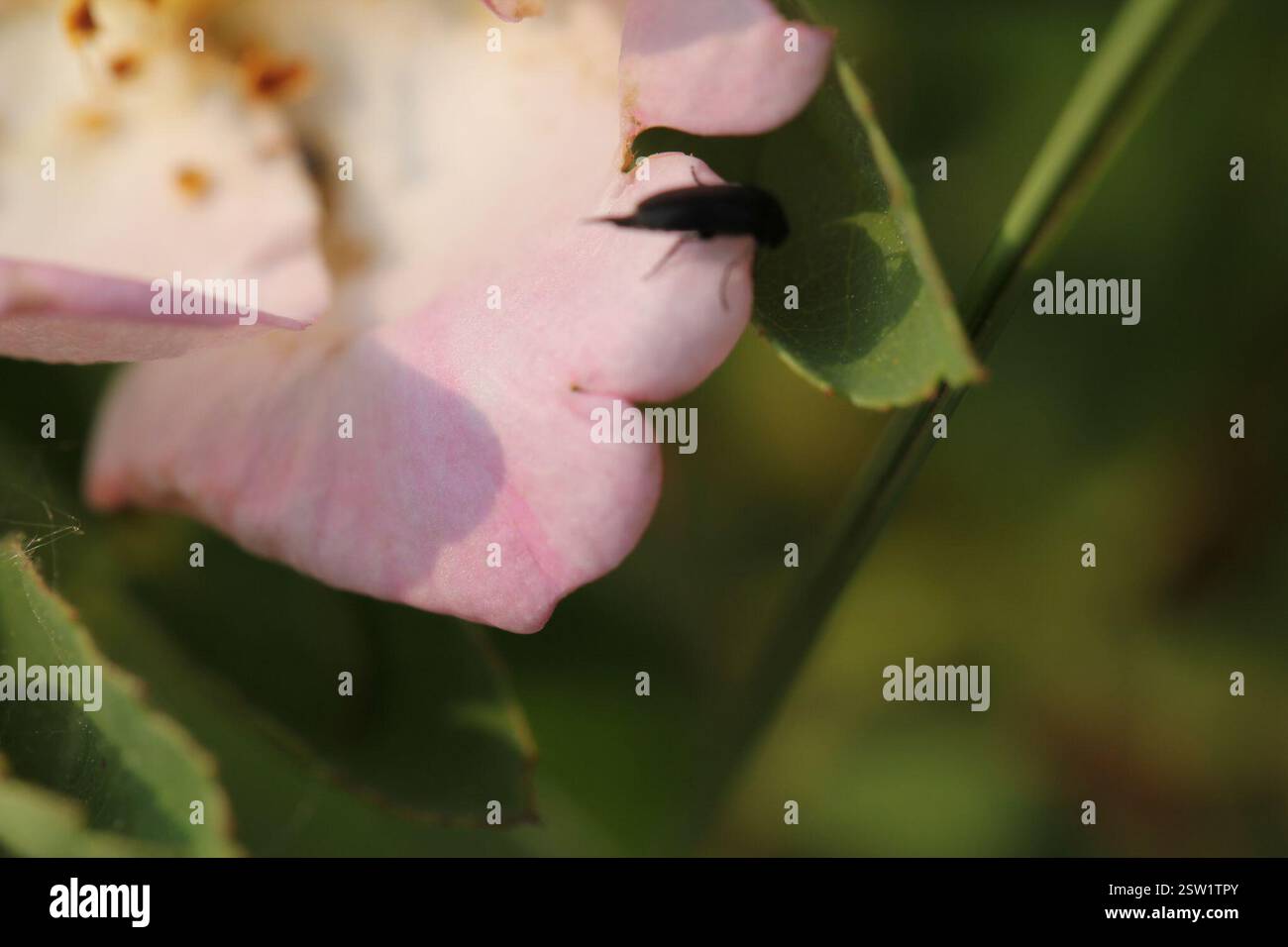 Tumbling Flower Beetles (Mordellidae), Insecta, Old Plank Road Trail ...