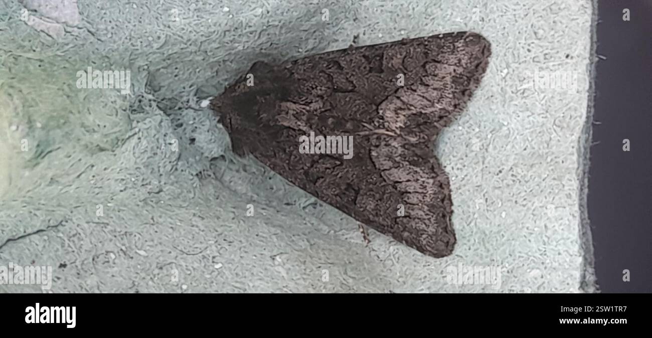 (Oligia), Insecta, Liverpool L14, UK Stock Photo - Alamy