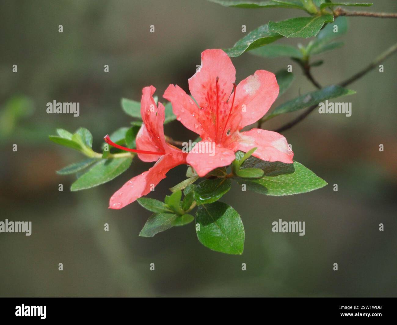 torch azalea (Rhododendron kaempferi), Plantae, Kankakedori, Shodoshima ...
