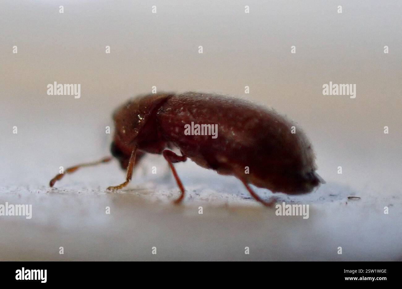 Drugstore Beetle (Stegobium paniceum), Insecta, Graafland, Groot-Ammers ...