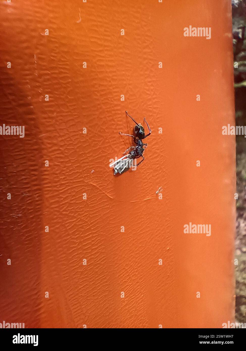 Japanese Ant-mimic Spider (Myrmarachne japonica), Arachnida, 8-21 ...