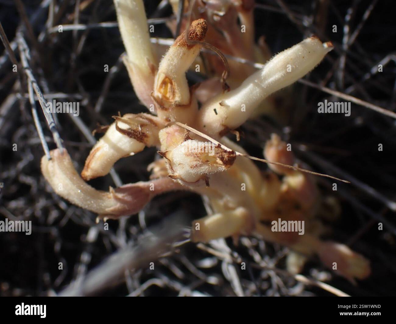 clustered broomrape (Aphyllon fasciculatum), Plantae, Thompson-Nicola ...
