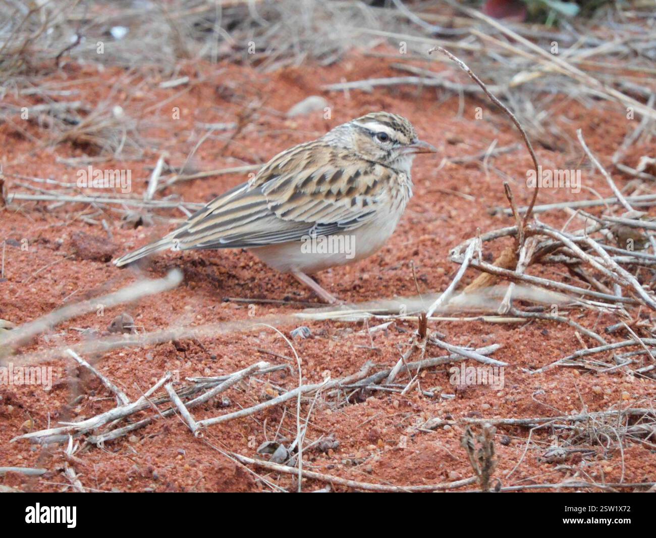 (Calendulauda sabota sabotoides), Aves, Inyoni Project, Richmond ...