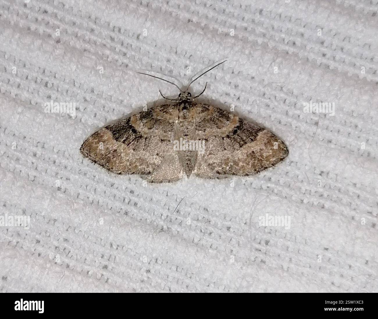 Small Seraphim (Pterapherapteryx sexalata), Insecta, Novosibirskiy ...