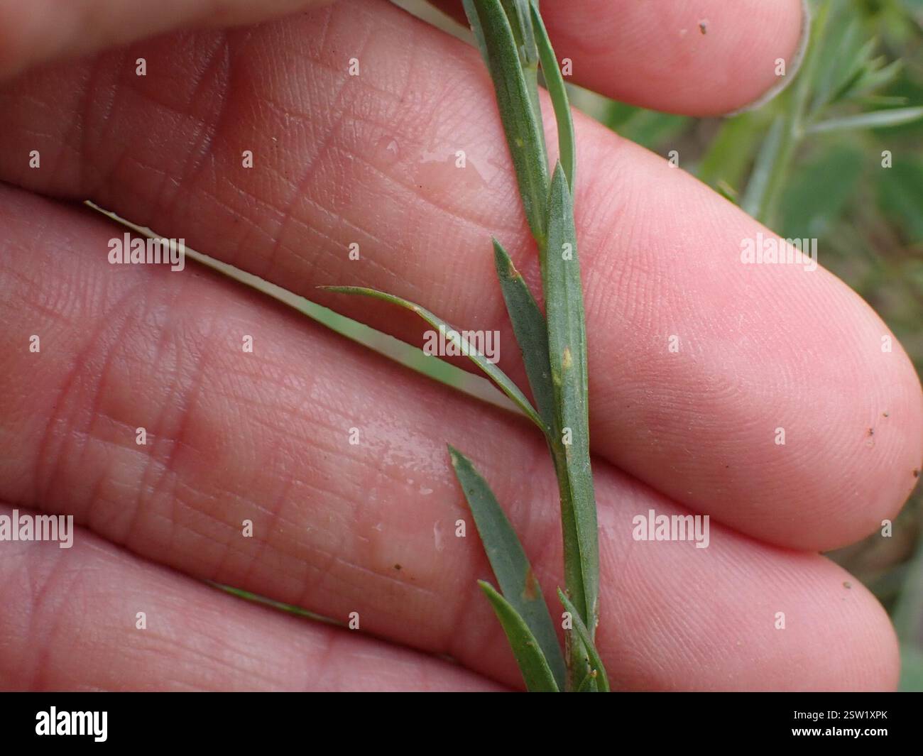 Lewis flax (Linum lewisii), Plantae, Mankota No. 45, SK S0H, Canada ...