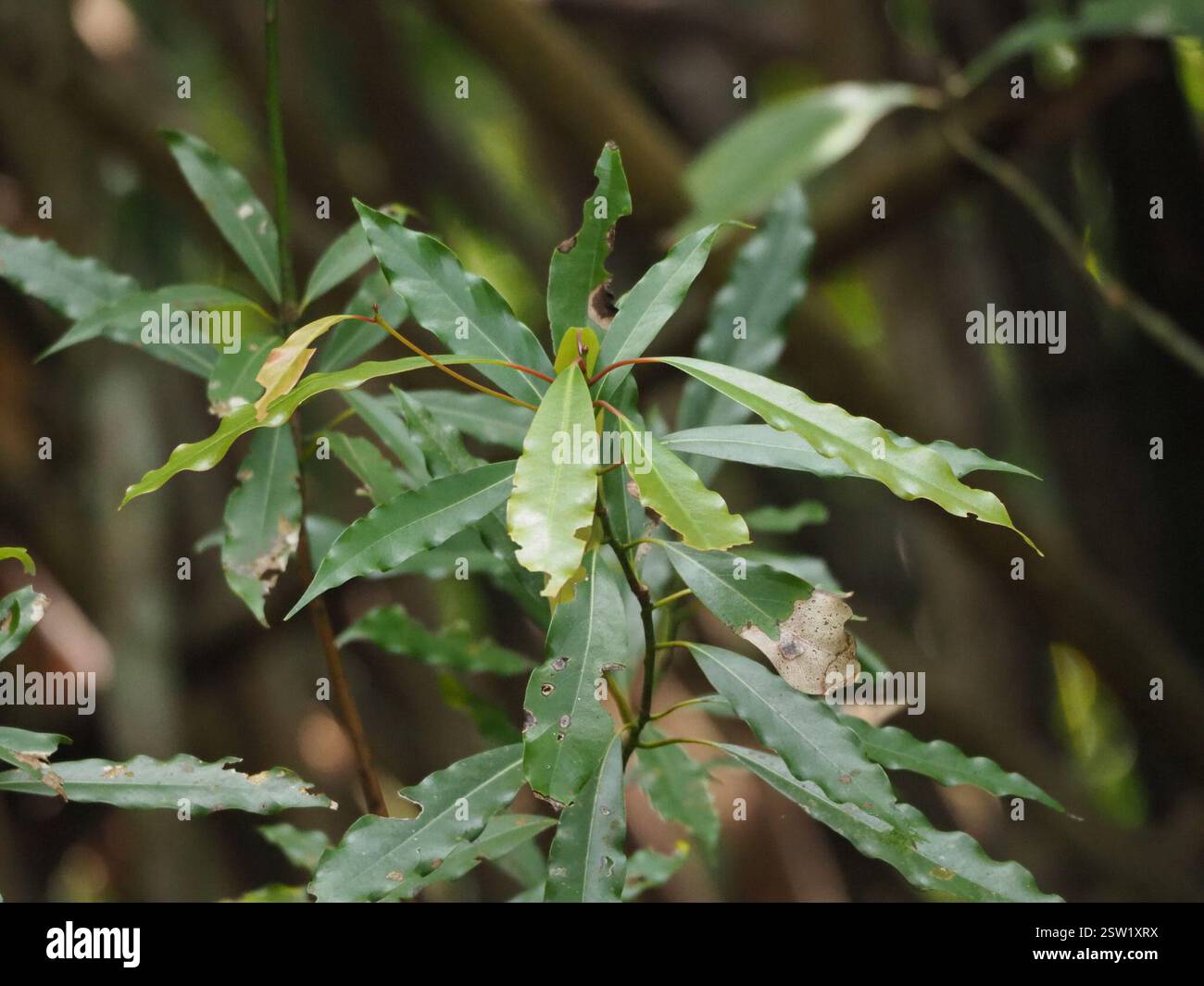 Red Machilus (Machilus thunbergii), Plantae, 台灣新北市 Stock Photo - Alamy