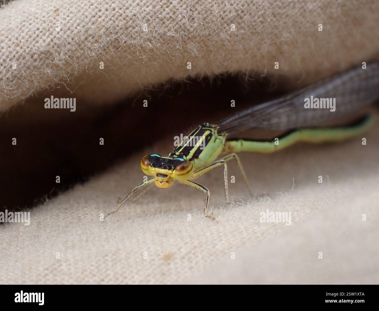Rainbow Bluet (Enallagma antennatum), Insecta, Val Marie No. 17, SK S0N ...