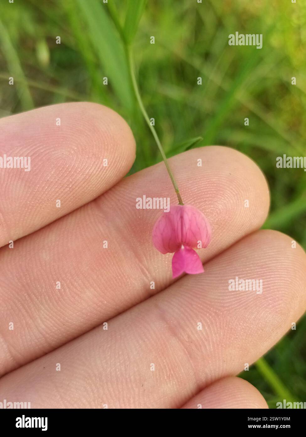Grass Vetchling (Lathyrus nissolia), Plantae, British Antarctic Survey ...