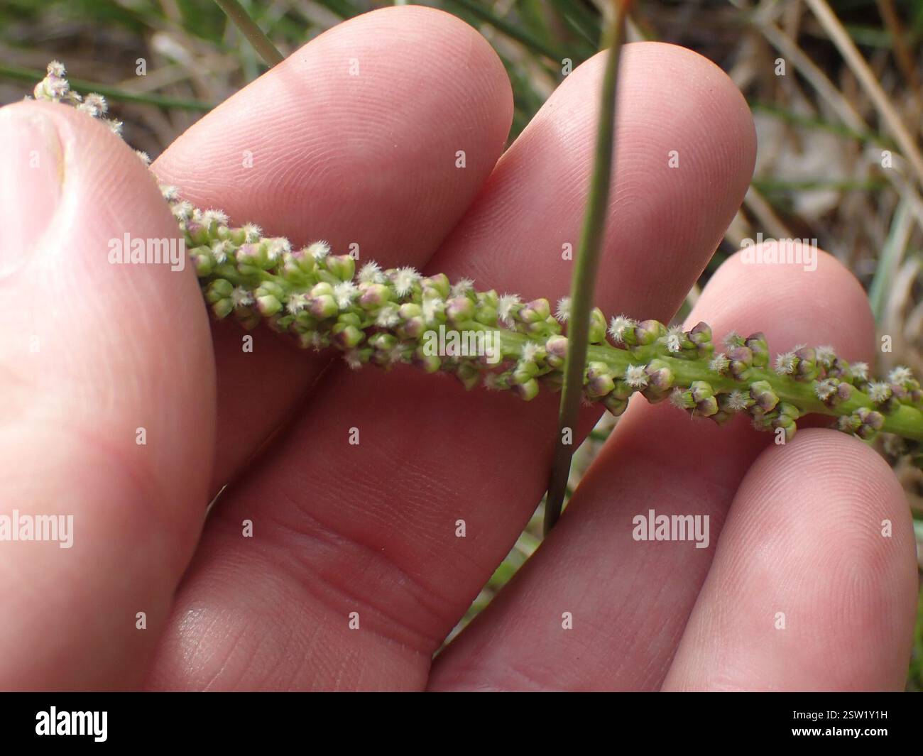 common arrowgrass (Triglochin maritima), Plantae, Thompson-Nicola, BC ...