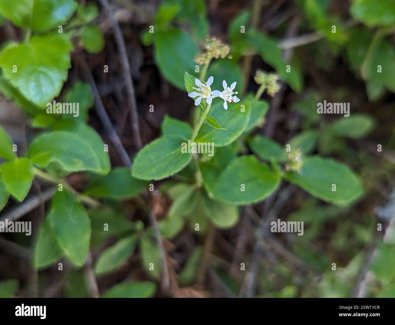 modesty (Whipplea modesta), Plantae, Portola Redwoods State Park, San ...
