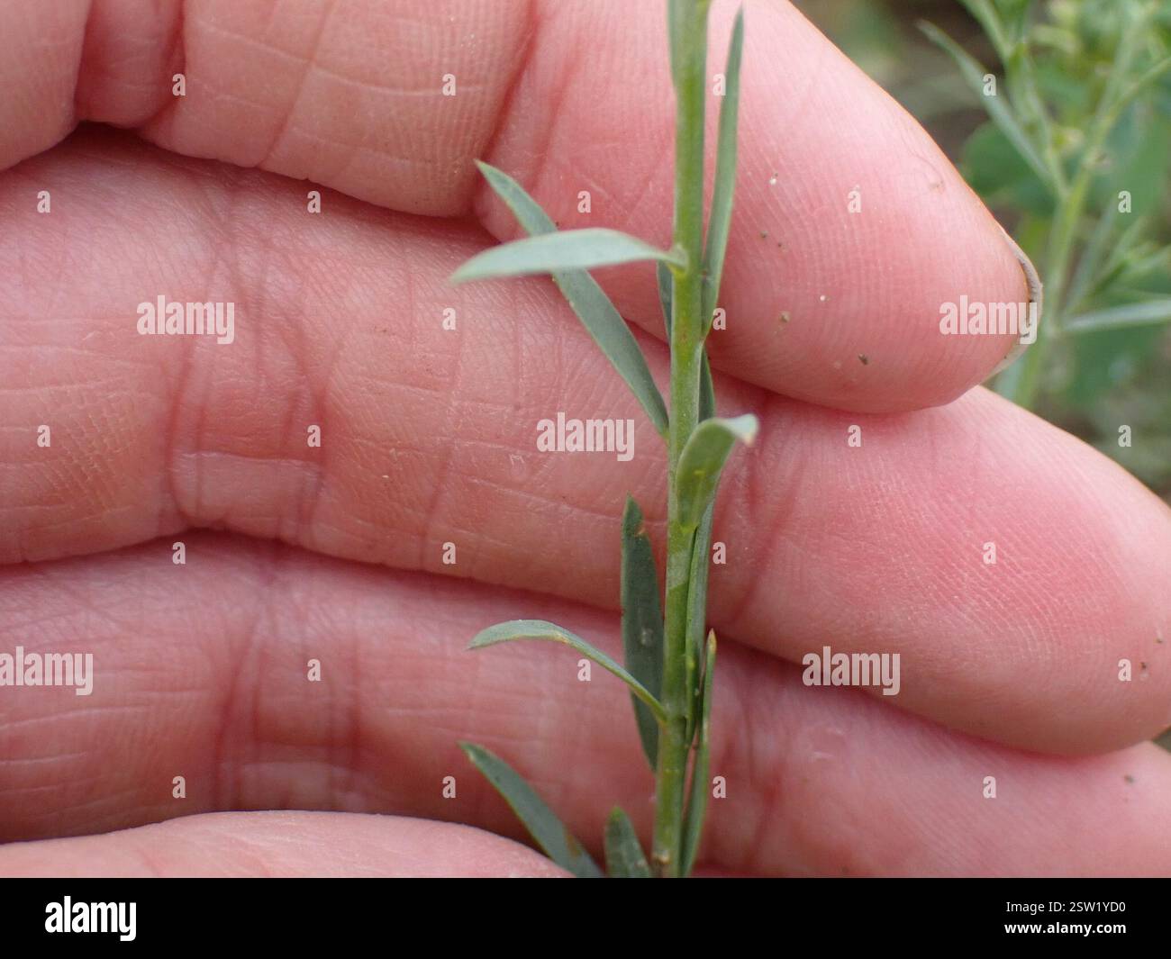 Lewis flax (Linum lewisii), Plantae, Mankota No. 45, SK S0H, Canada ...