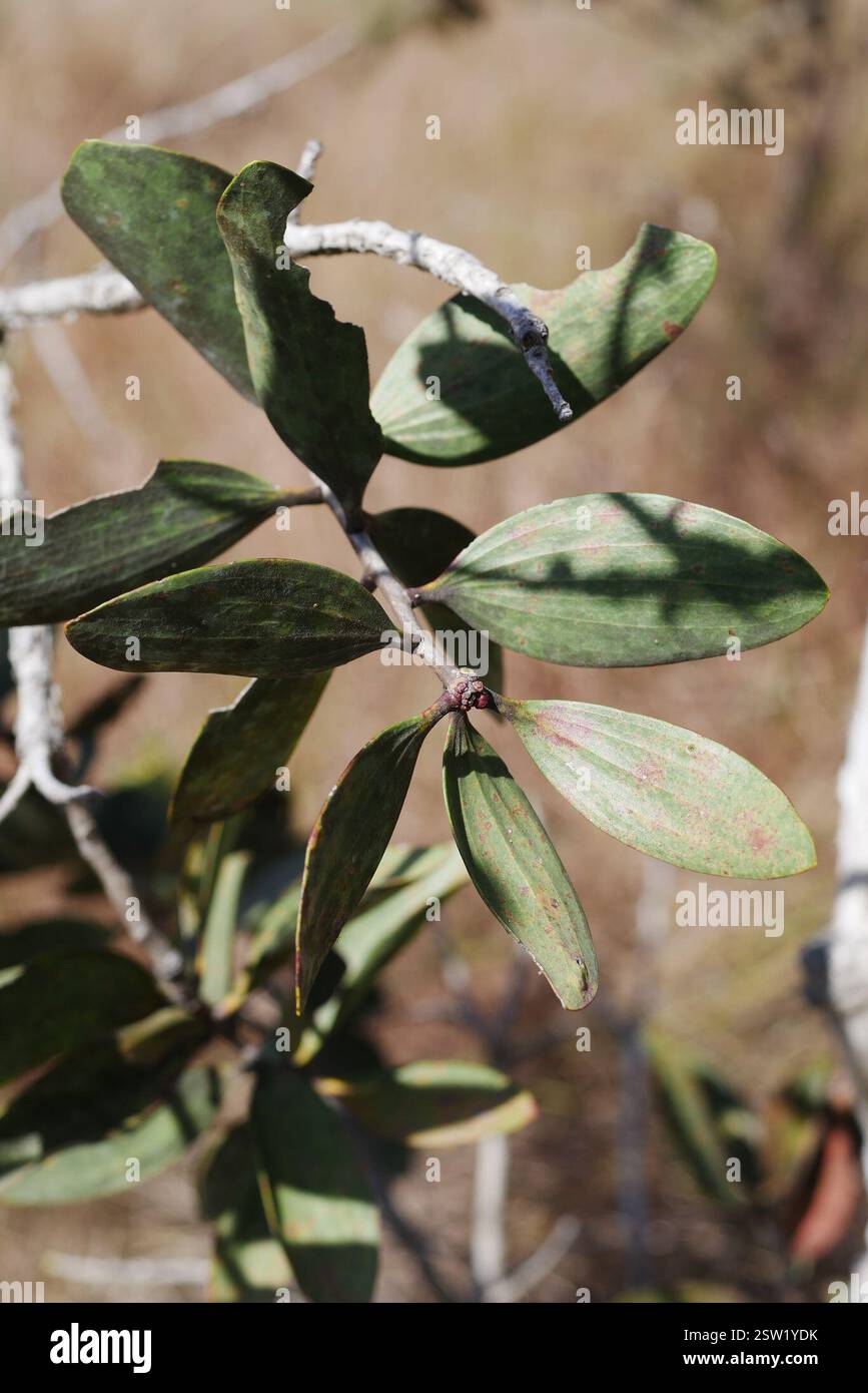 Broad Leaved Tea Tree (Melaleuca viridiflora), Plantae, Mount Stuart Rd ...