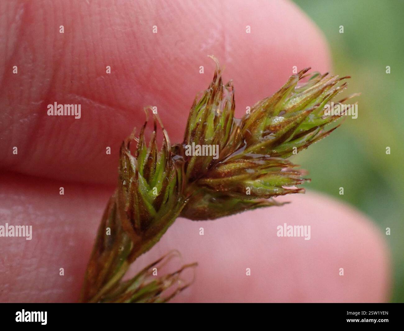 northern meadow sedge (Carex praticola), Plantae, Mankota No. 45, SK ...