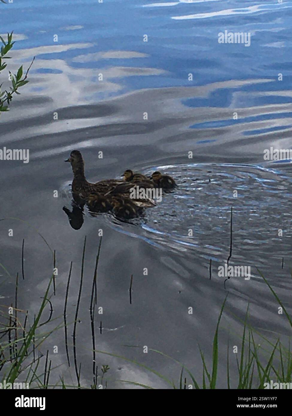 Mallard (Anas platyrhynchos), Aves, Taku Lake Park, Anchorage, AK, US ...