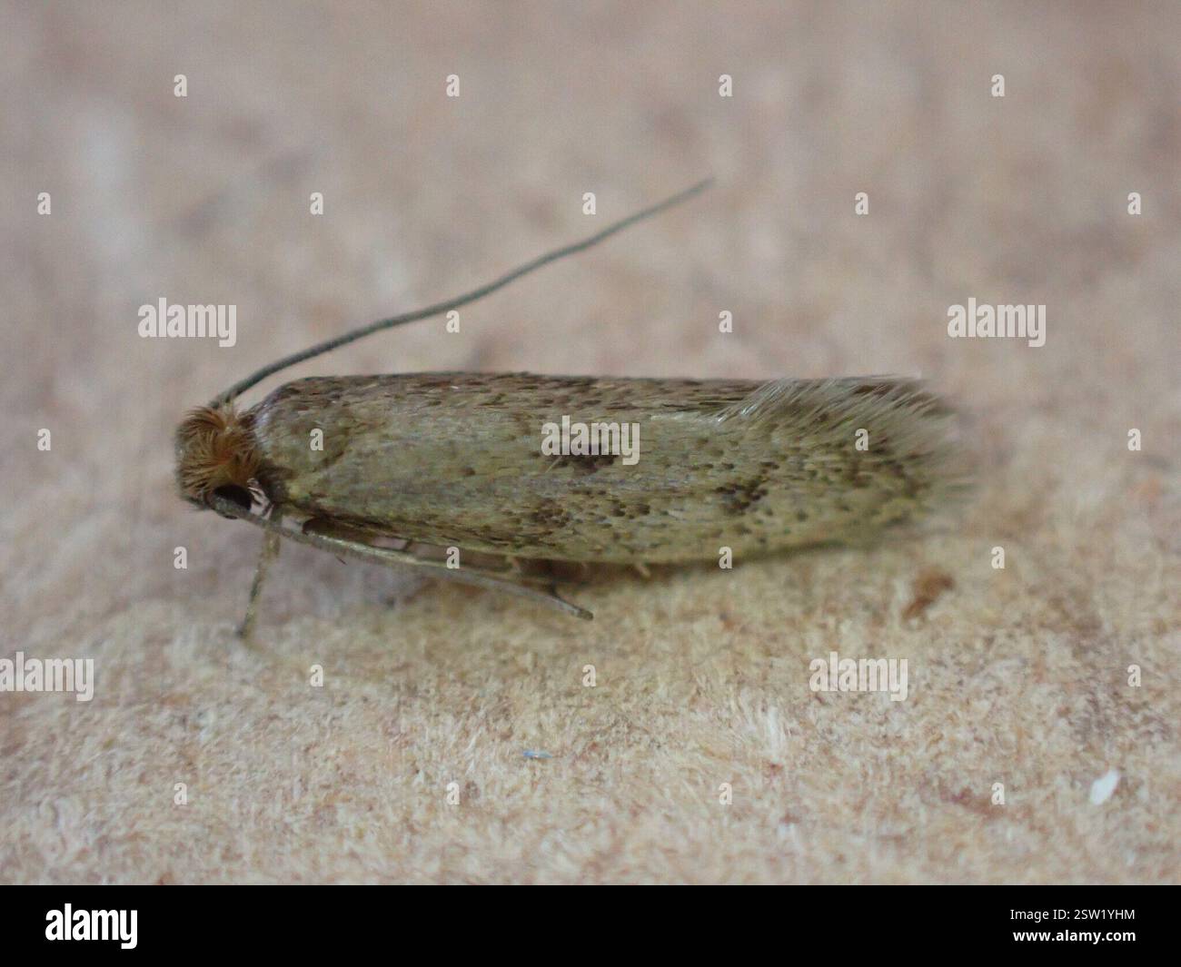 Case-bearing Clothes Moth (Tinea pellionella), Insecta, 8 Millcroft ...