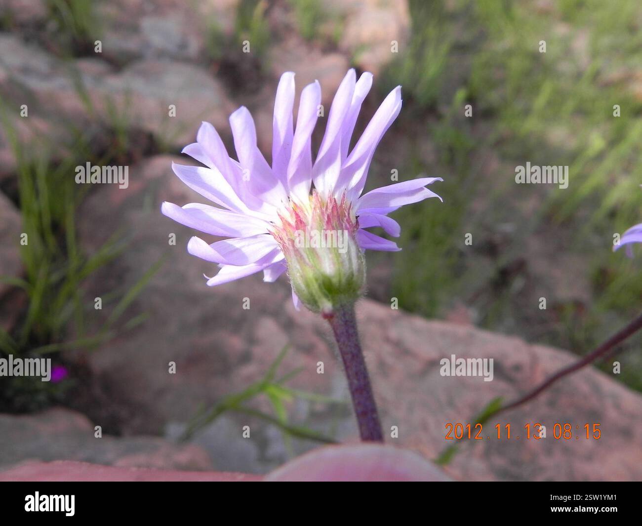 (Afroaster hispidus), Plantae, Golden Gate Highlands National Park ...