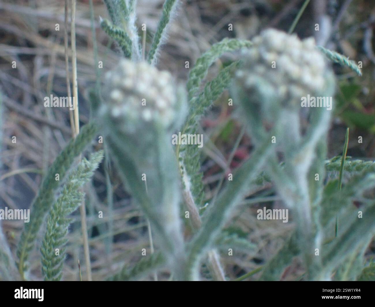 common yarrow (Achillea millefolium), Plantae, Strathcona, BC, Canada ...