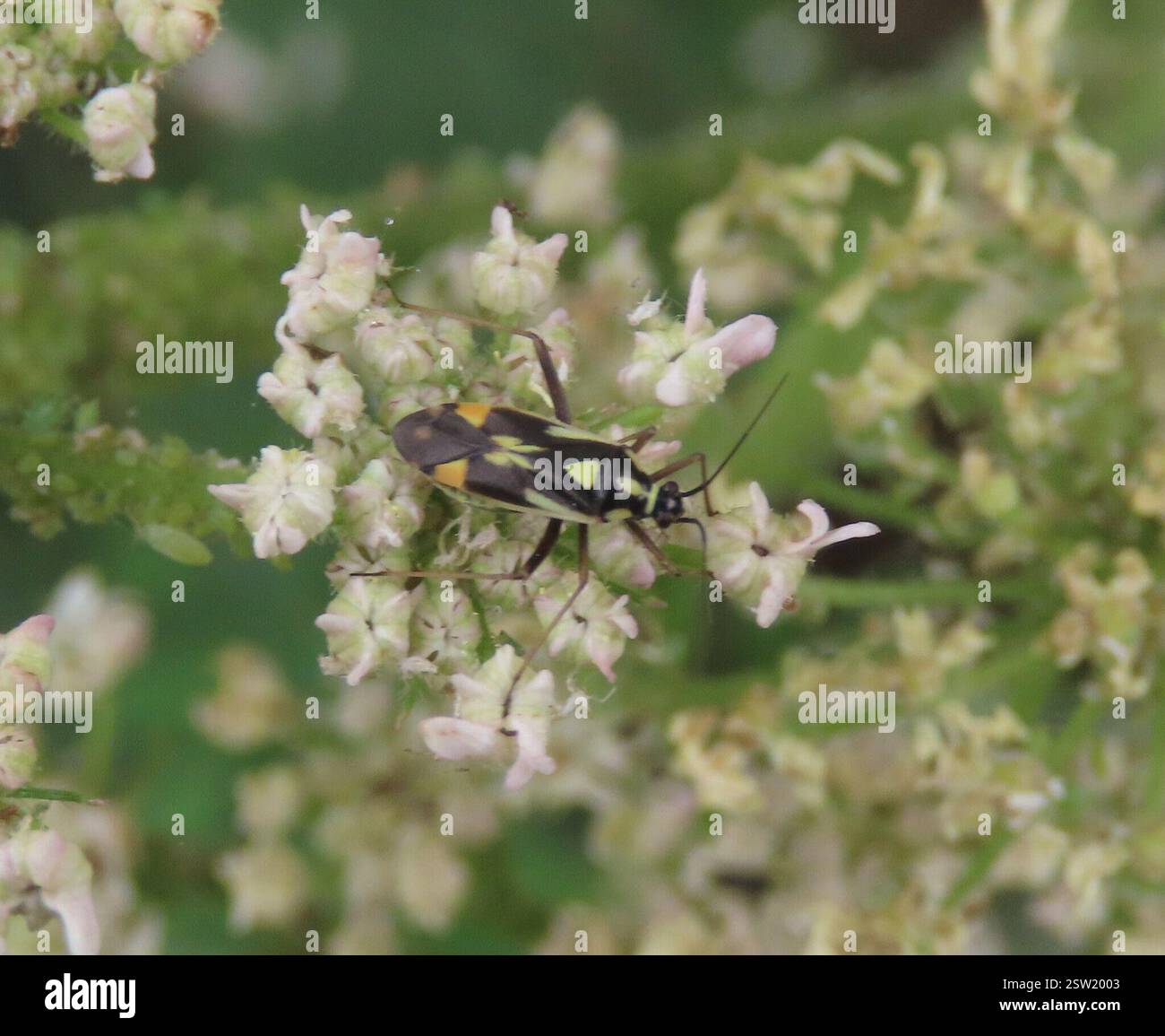 orange-spotted plant bug (Grypocoris stysi), Insecta, Cheshire West and ...