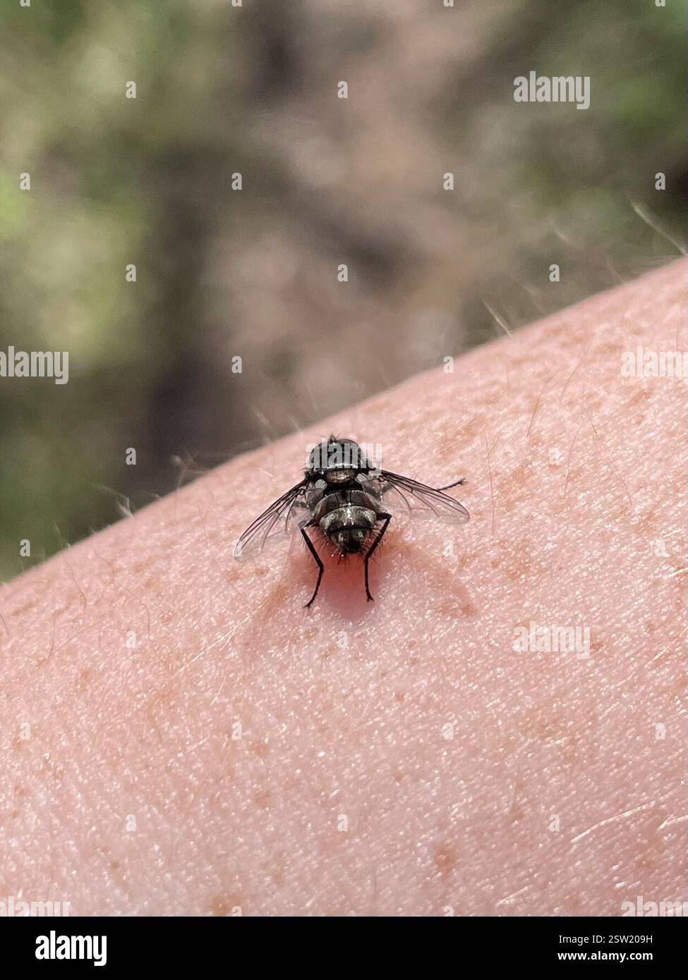 Bot Flies, Blow Flies, and Allies (Oestroidea), Insecta, Misery Bay ...
