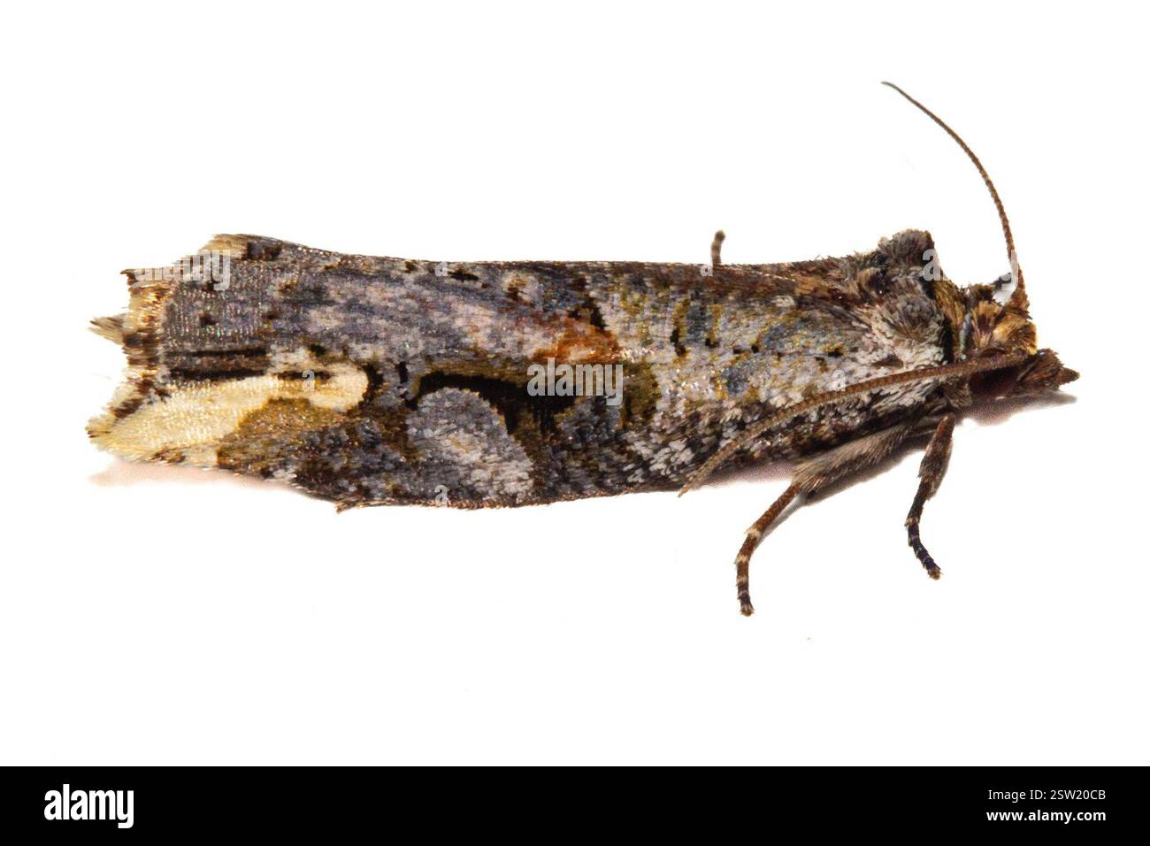 Sharp-Tipped Bell Moth (Epalxiphora axenana), Insecta, Manaia, New ...