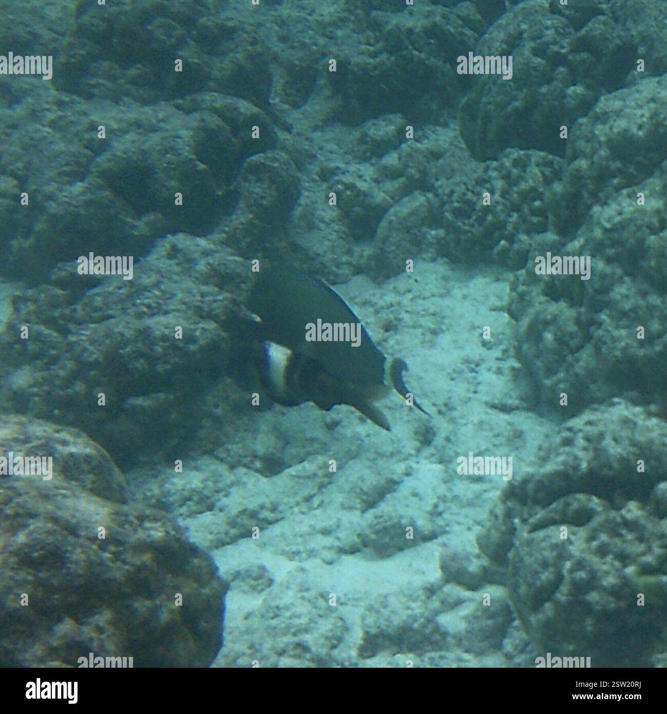 Manybar Goatfish (Parupeneus multifasciatus), Actinopterygii, In the ...