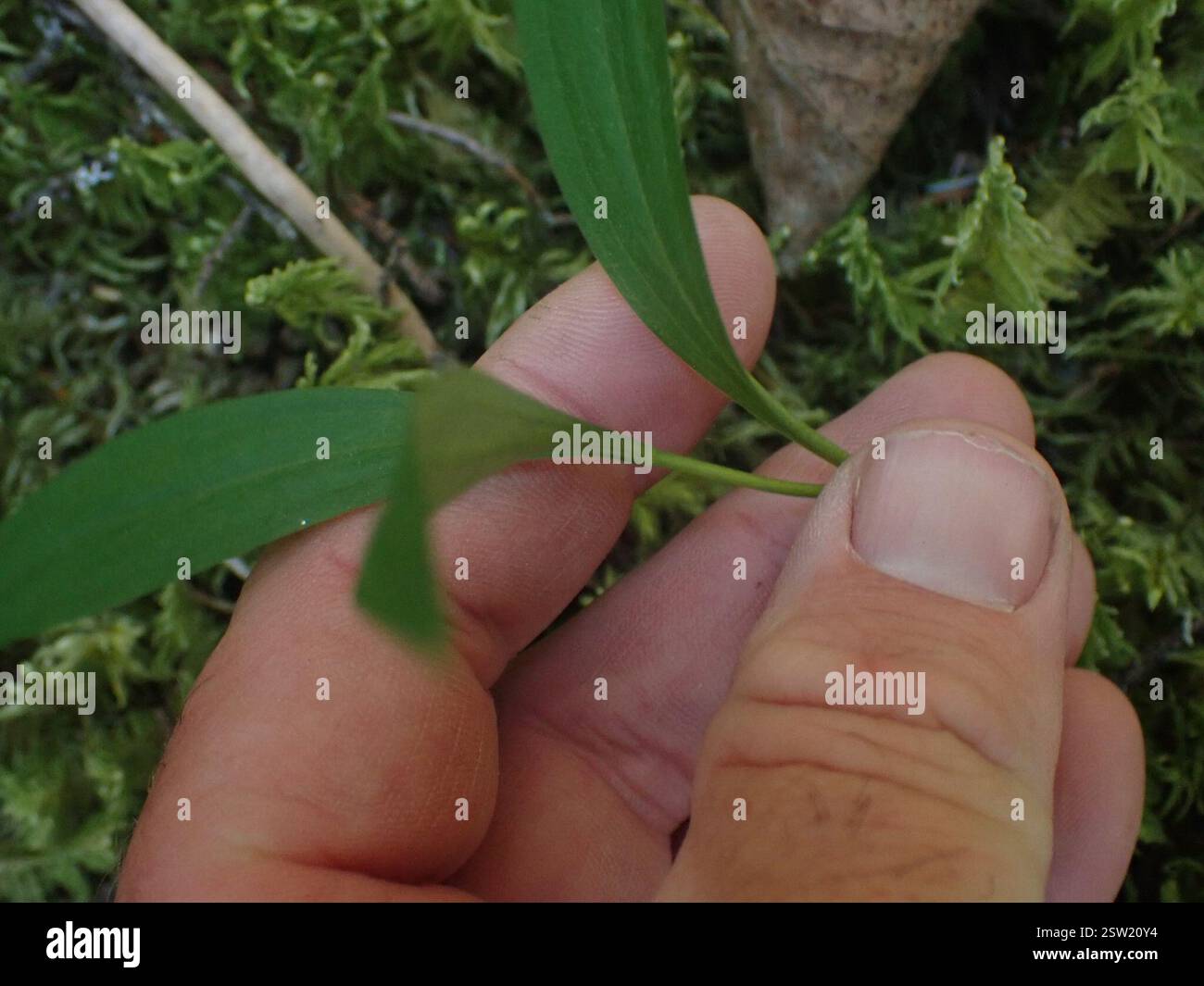 true lily subfamily (Lilioideae), Plantae, Thompson-Nicola, BC, Canada ...