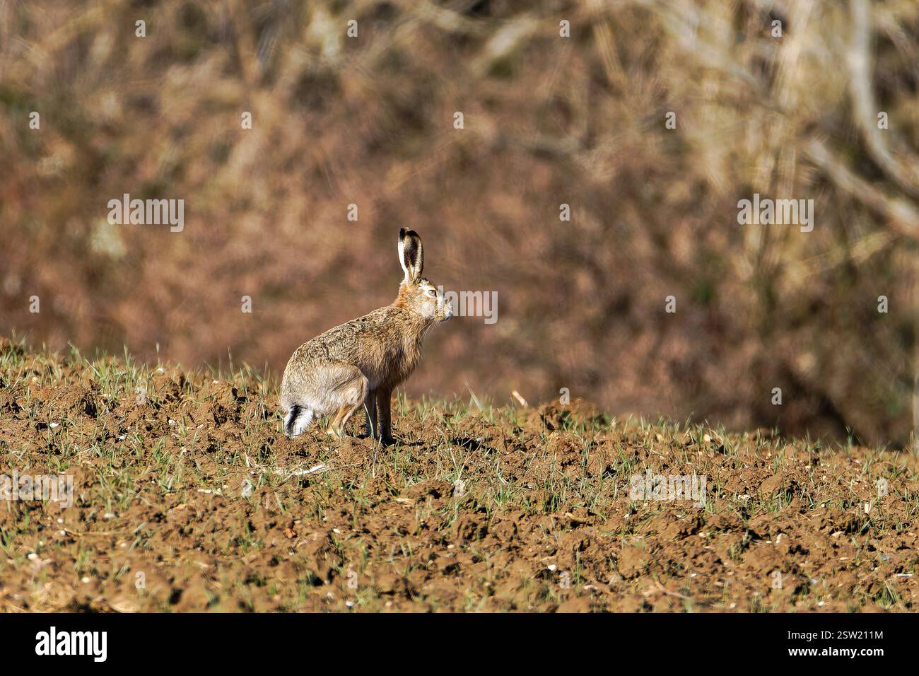 The European hare (Lepus europaeus), also known as the brown hare, agricultural fields Stock ...