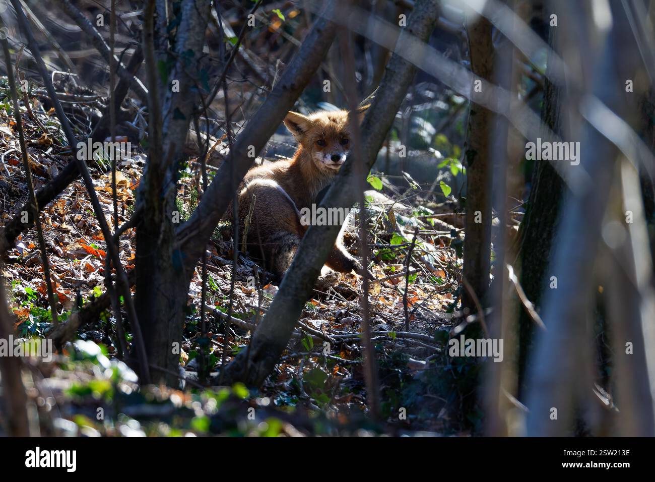 A Fox between the trees bading in the sun. (Omnivorous mammals, familiy ...