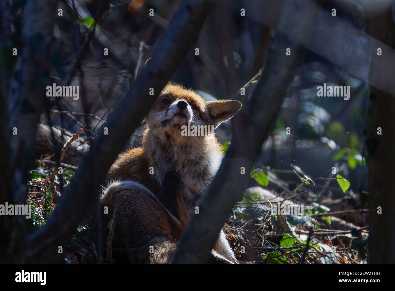 A Fox between the trees bading in the sun. (Omnivorous mammals, familiy ...