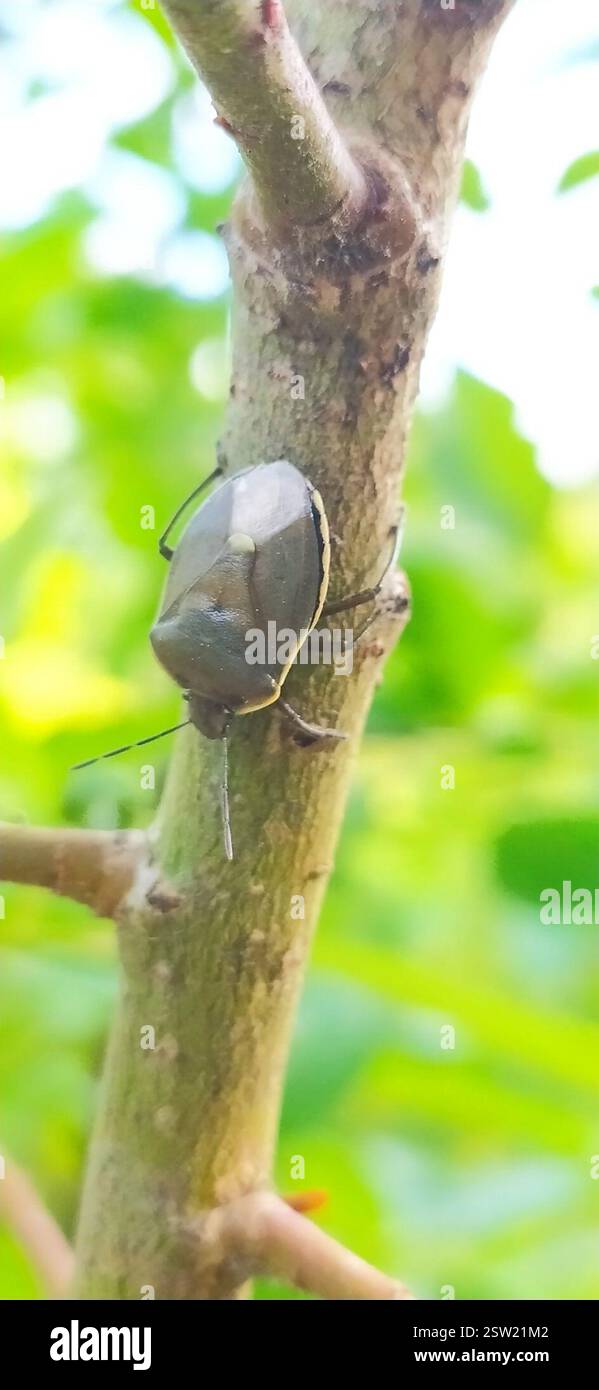 Chlorochroa pinicola hi-res stock photography and images - Alamy