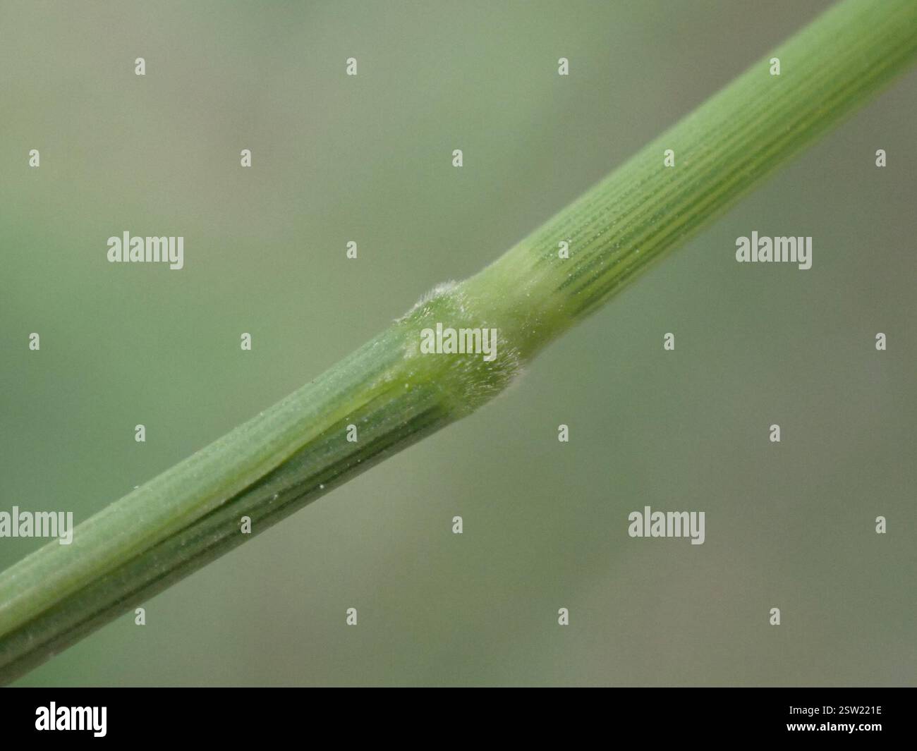 (Holcus), Plantae, Utrechtse Heuvelrug National Park, Leersum, Utrecht ...