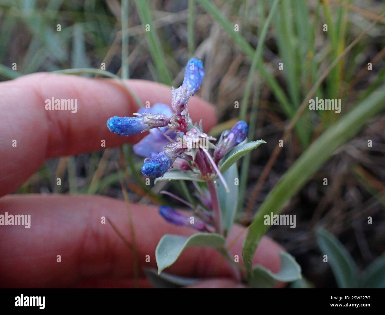 Wax-leaf Beardtongue (Penstemon nitidus), Plantae, Mankota No. 45, SK ...
