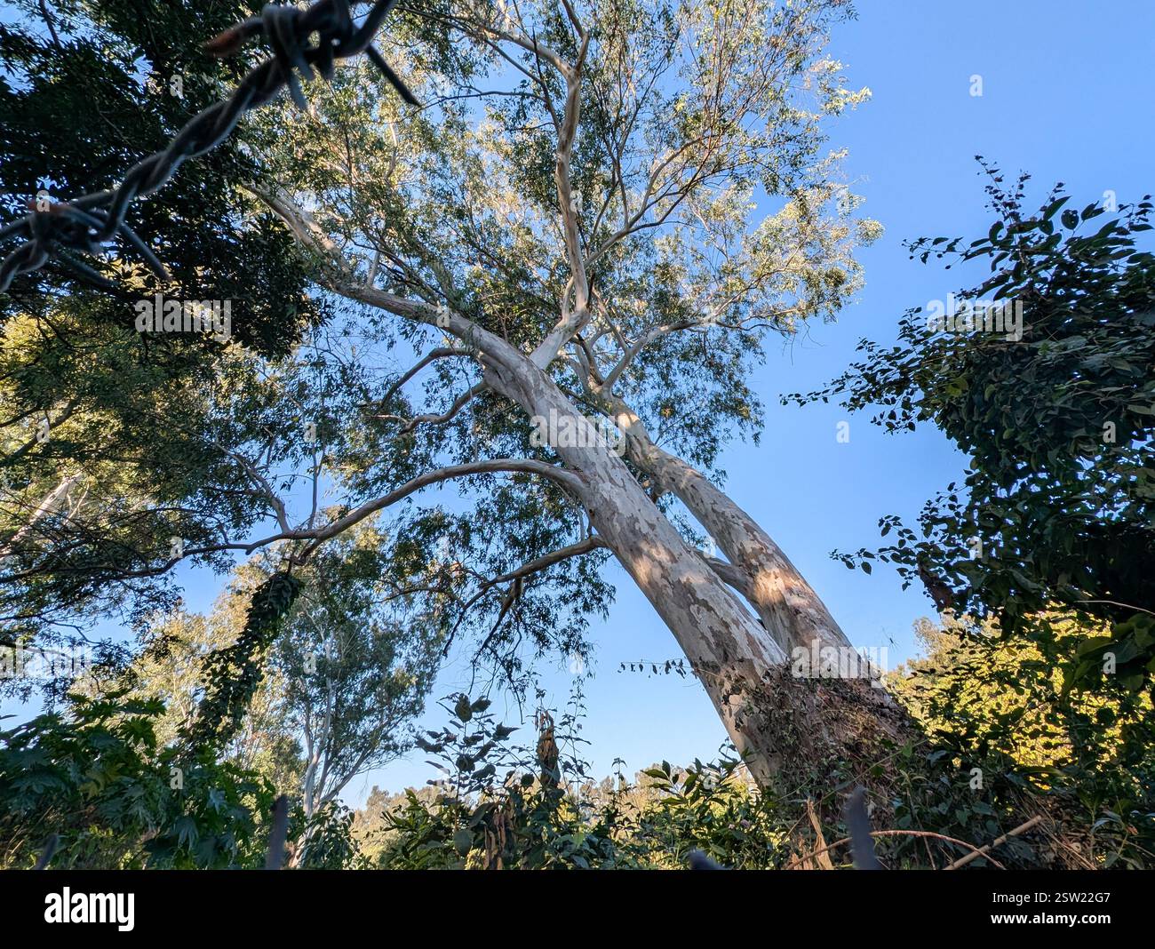 A large spreading eucalyptus tree in Uttarakhand, India Stock Photo - Alamy