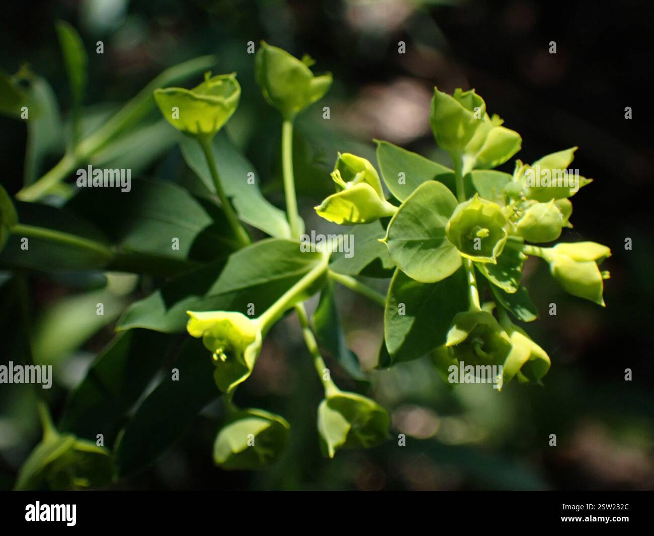 leafy spurge (Euphorbia esula), Plantae, Thompson-Nicola, BC, Canada ...