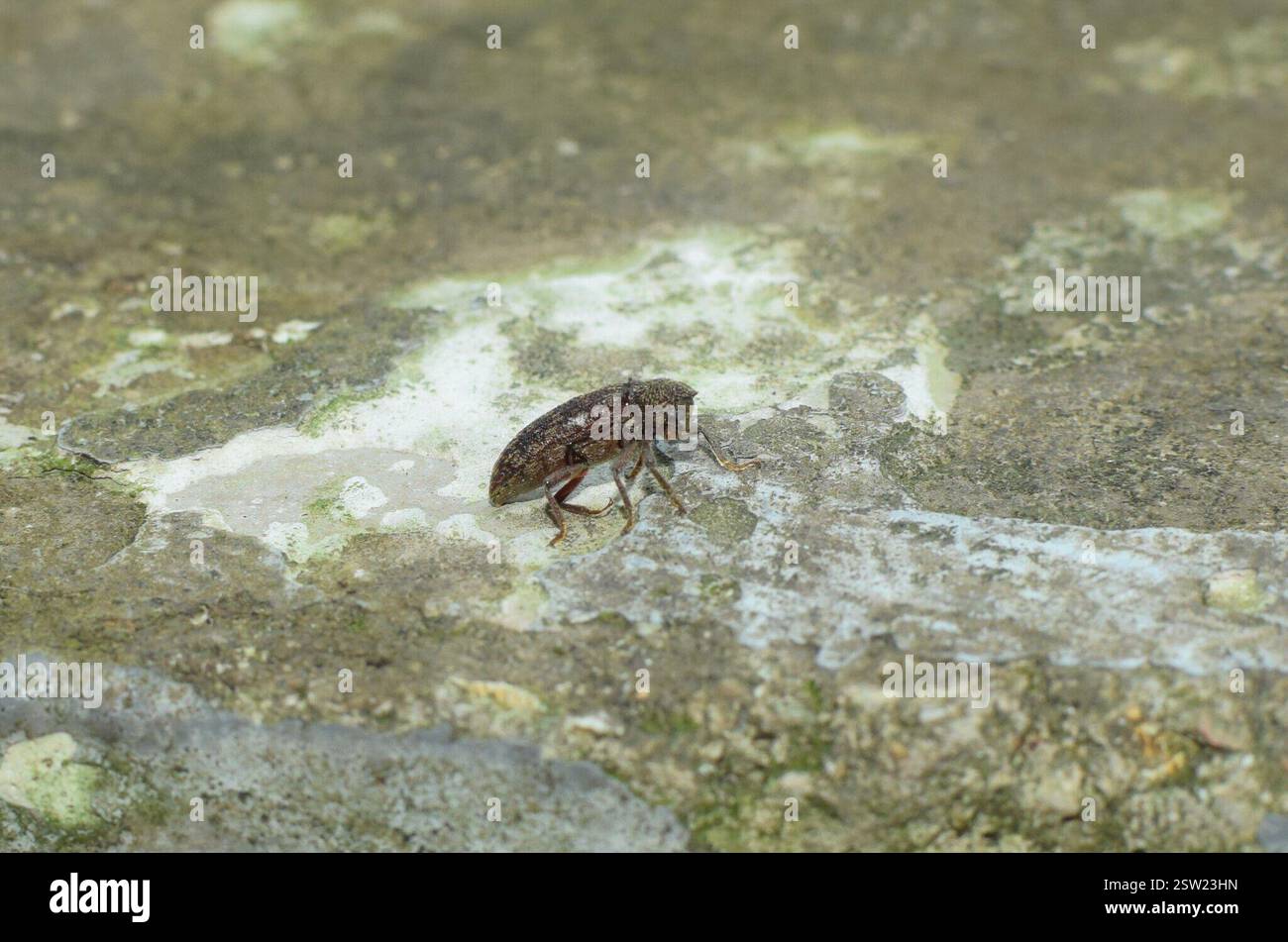 Stenochinus hi-res stock photography and images - Alamy