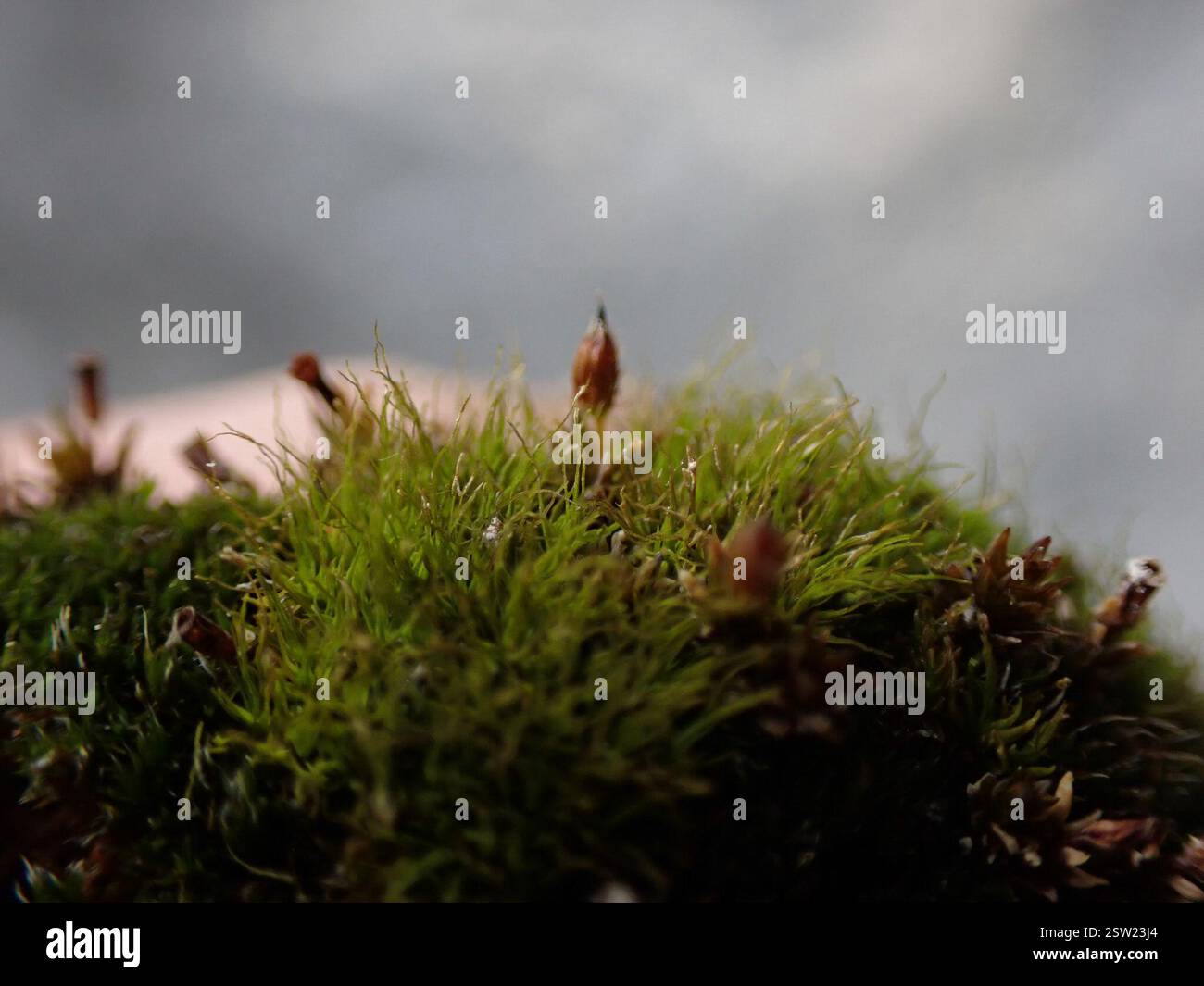 Lapland Amphidium Moss (Amphidium lapponicum), Plantae, Yukon, Canada ...