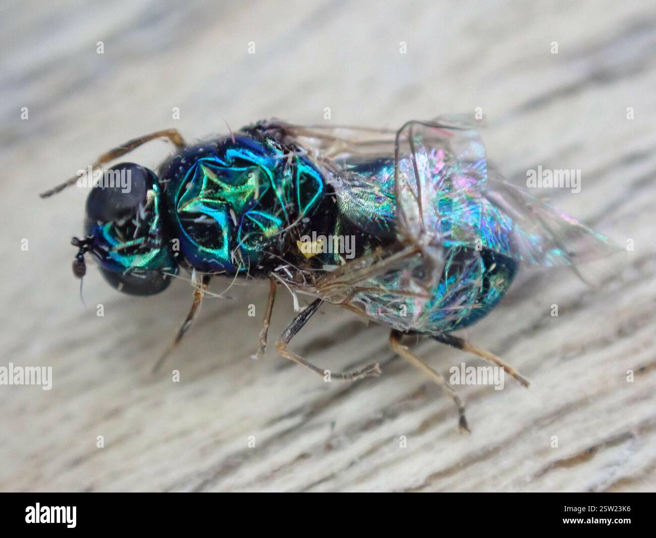 Black-horned Gem Fly (Microchrysa polita), Insecta, 8 Millcroft Road ...