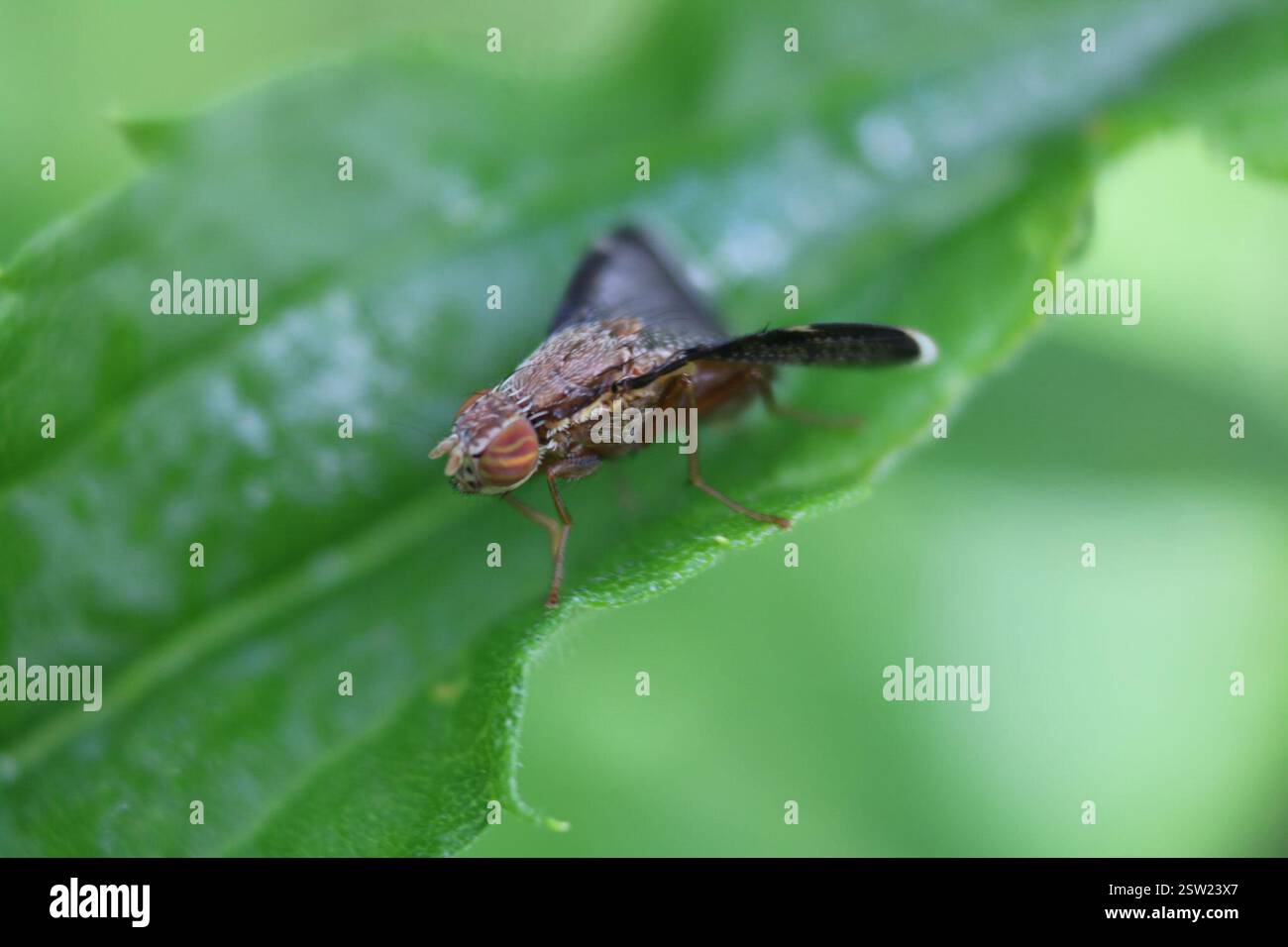 (Eutreta noveboracensis), Insecta, Medway, London, ON, Canada Stock ...