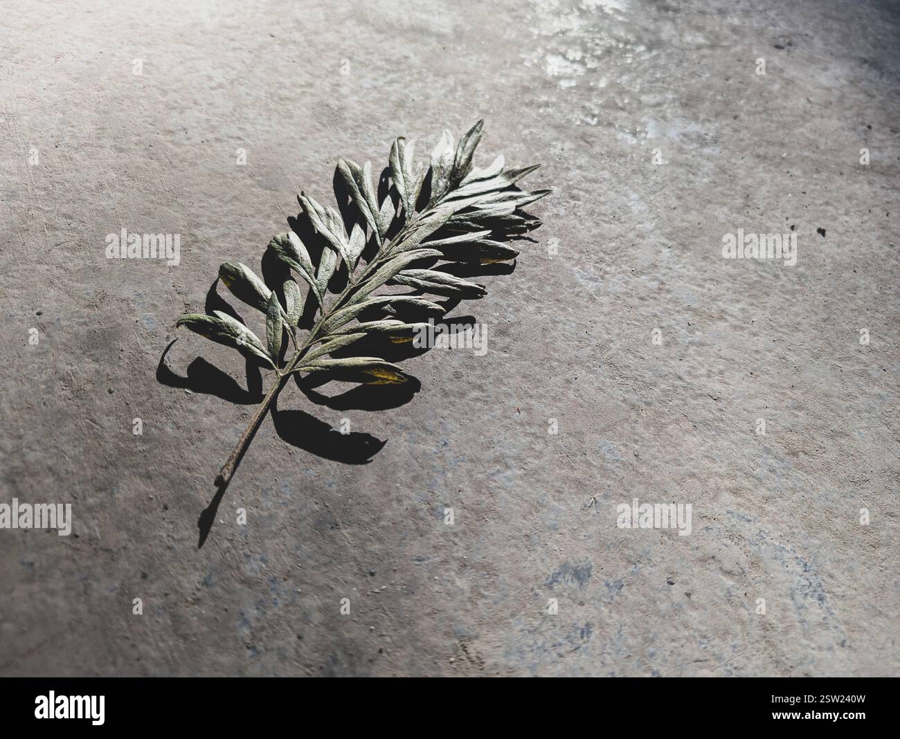 An Australian silver oak fallen leaf on the ground with textured ground ...