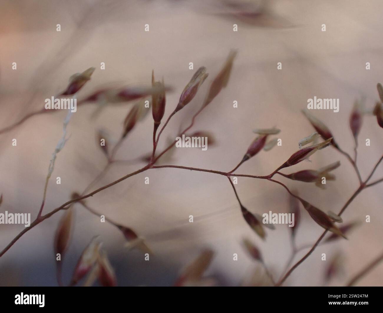(Poeae), Plantae, Utrechtse Heuvelrug National Park, Leersum, Utrecht ...