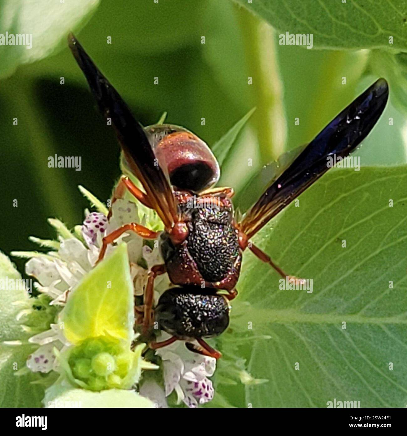 Red-marked Pachodynerus Wasp (Pachodynerus erynnis), Insecta, Grovetown ...