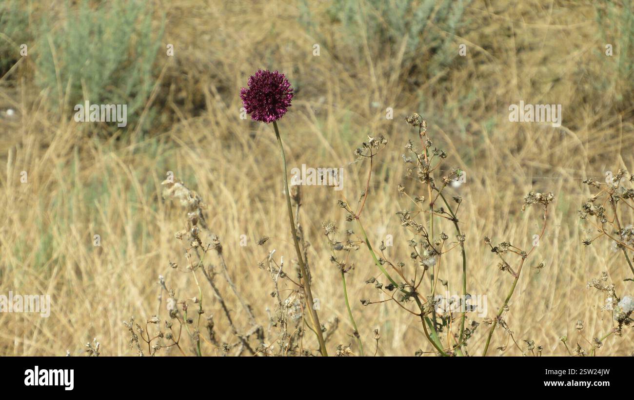 Allium atroviolaceum hi-res stock photography and images - Alamy