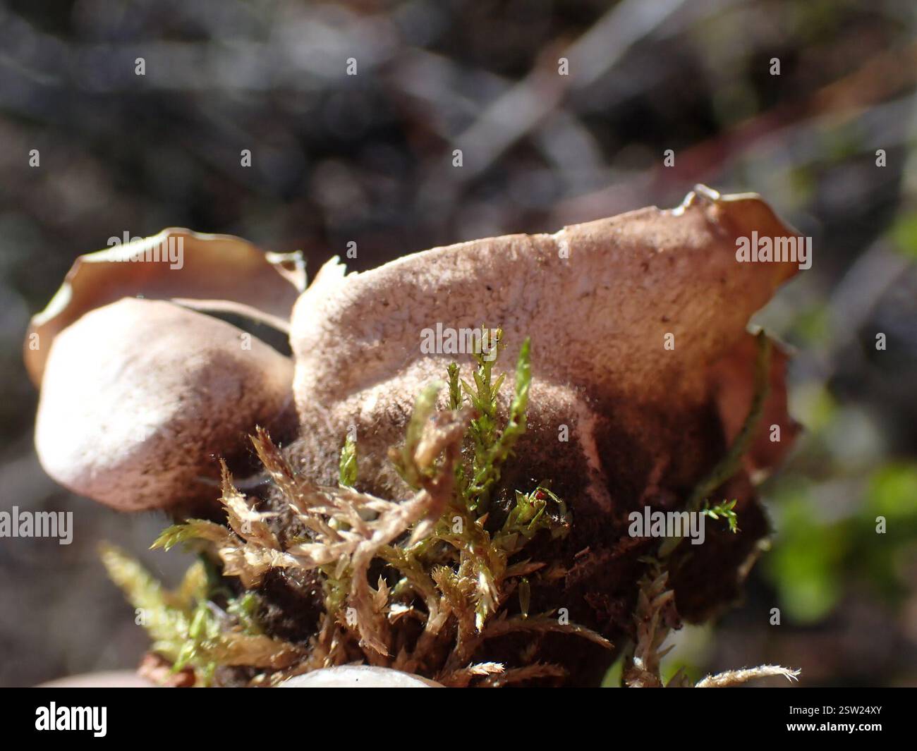 Arctic Kidney Lichen (Nephroma arcticum), Fungi, Yukon, Canada Stock ...