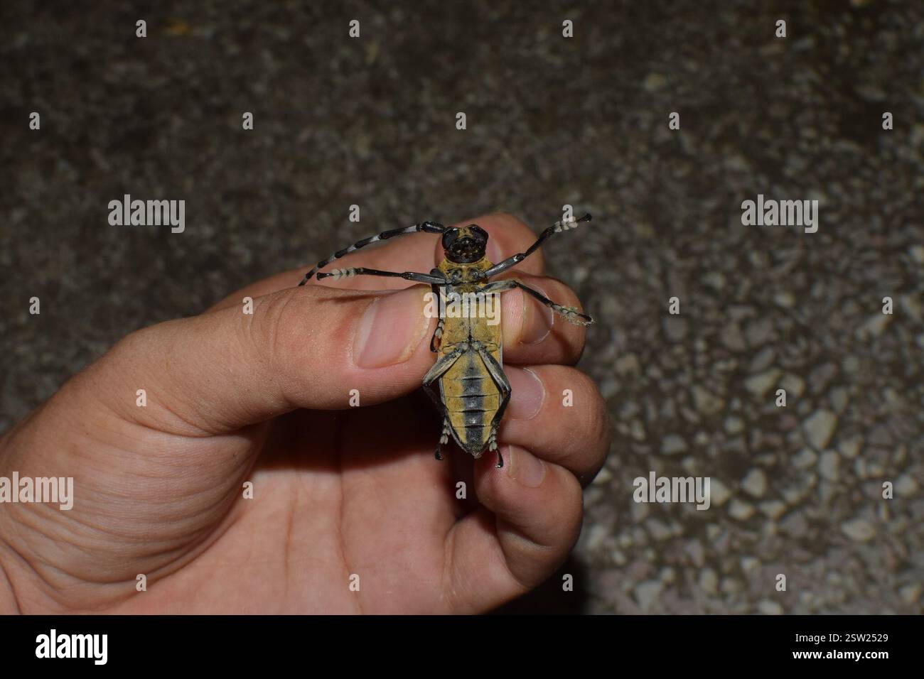 (Apriona rugicollis), Insecta, 中国江西省上饶市婺源县 Stock Photo - Alamy