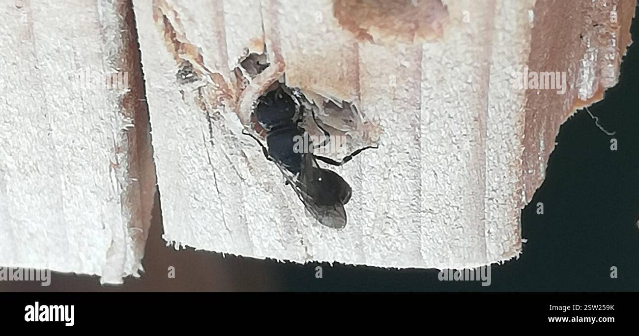 Masked Bees (Hylaeus), Insecta, Ballenstedt, Germany, The bee, at least ...