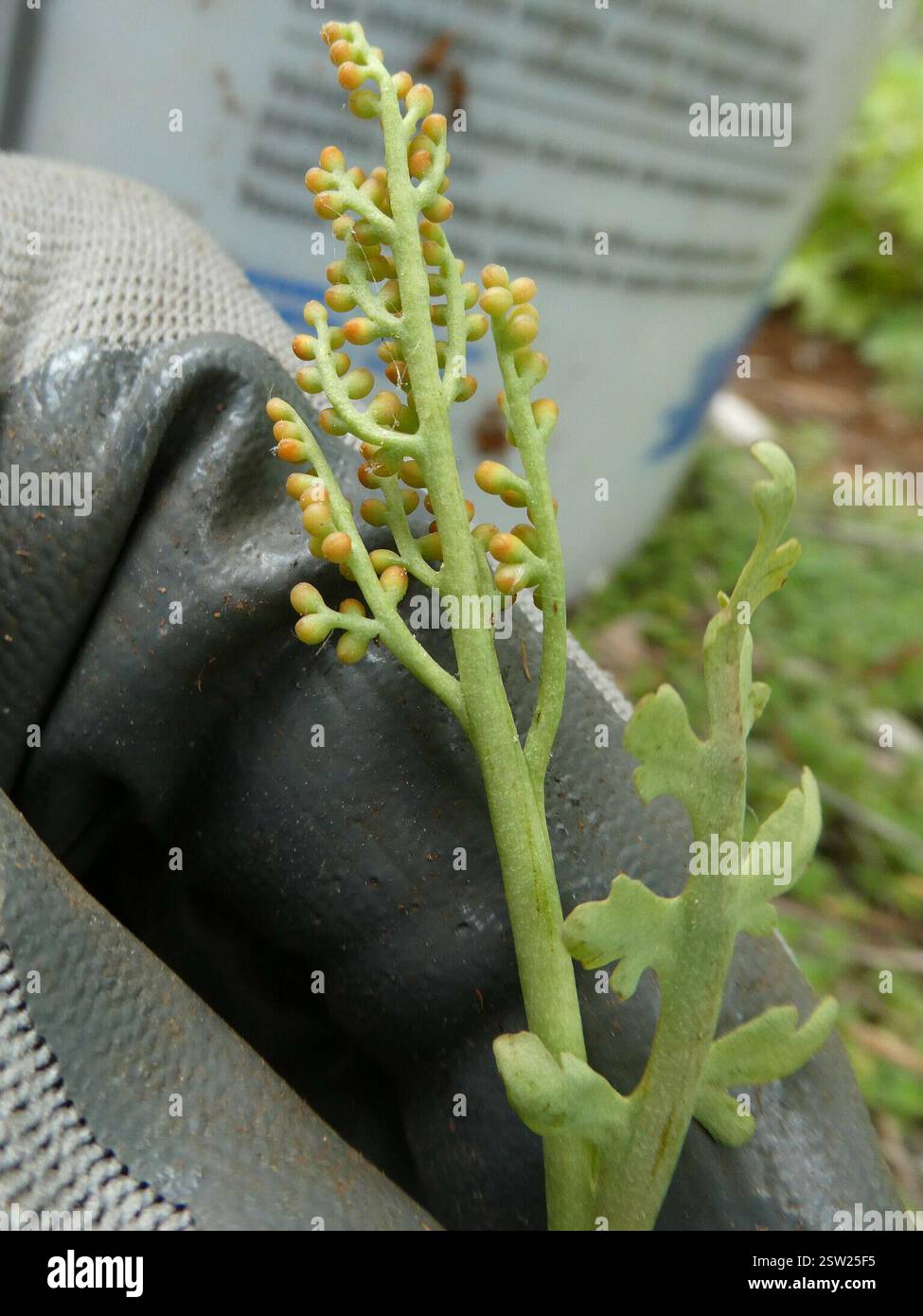 matricary grapefern (Botrychium matricariifolium), Plantae, Vermont, US ...