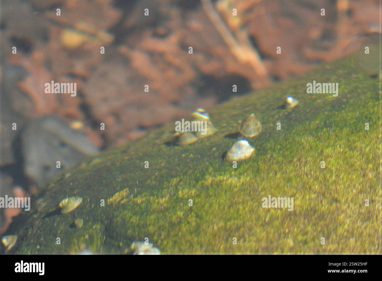 River Limpet (Ancylus fluviatilis), Mollusca, Thornhill DG3, UK Stock ...