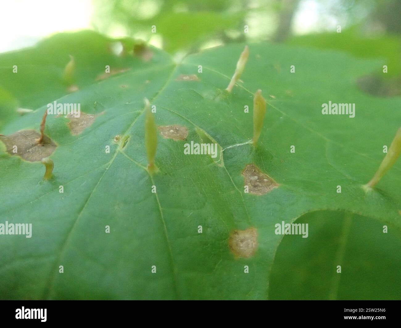 Maple Spindle Gall Mite (Vasates aceriscrumena), Arachnida, Wendell, MA ...